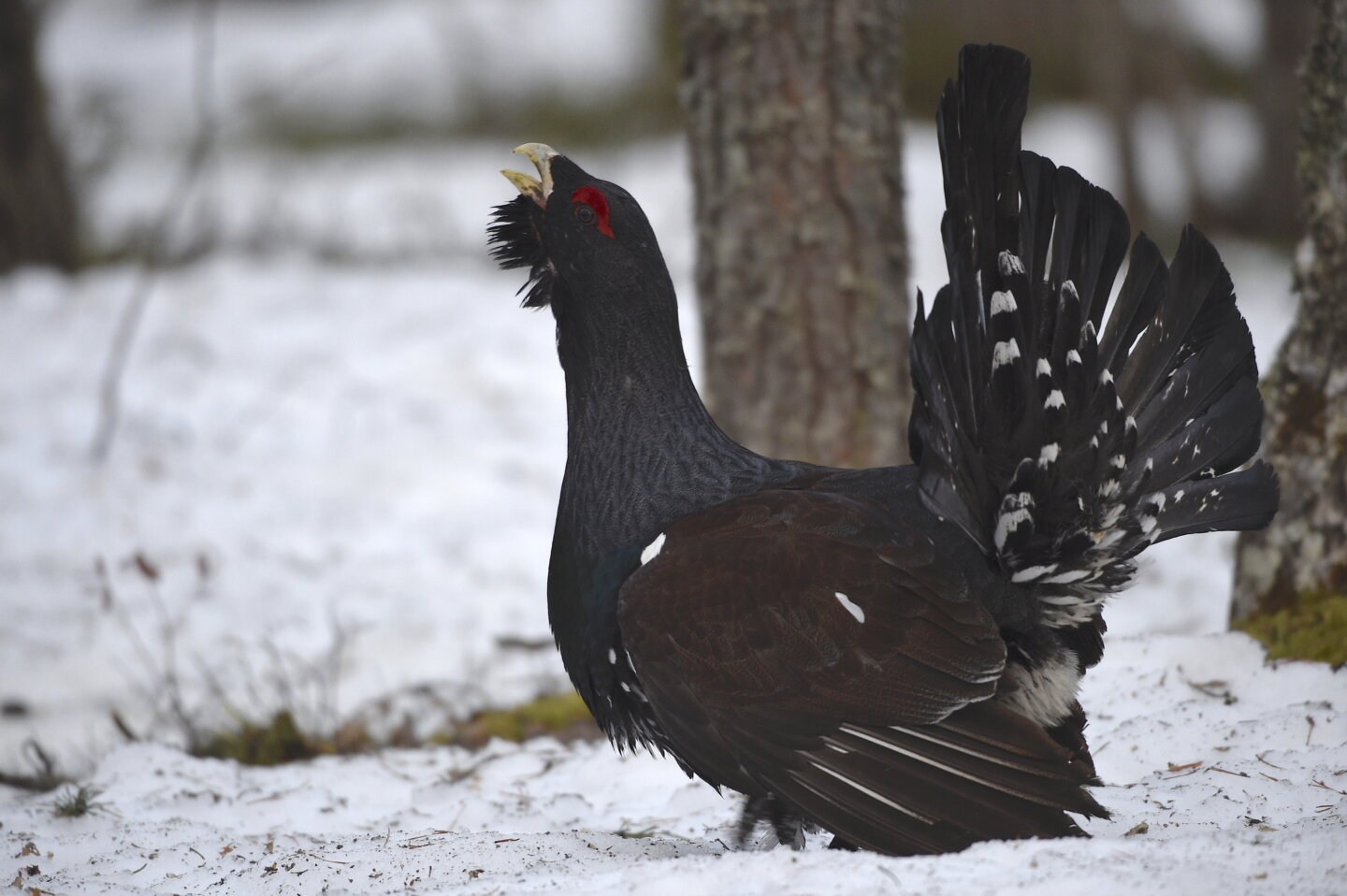 Metson ryhmäsoidin on kiehtova jännitysnäytelmä | Sickman