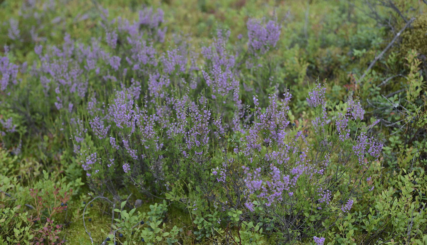 Kasvio valokuvin - metsien, soiden ja järvien kasvit | Sickman