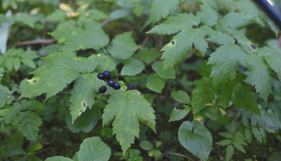 Kasvio valokuvin - metsien, soiden ja järvien kasvit | Sickman